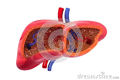 Human Liver Cross Section Stock Photo | CartoonDealer.com #187884882