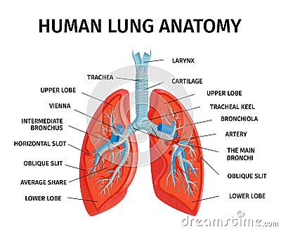 Human Lung Anatomy Diagram Vector Illustration | CartoonDealer.com ...