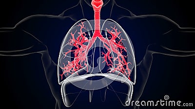 Human Lungs Breathing Movement of Inspiration and Expiration Diaphragm ...