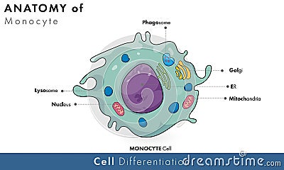 Human Monocyte Immune Cell. Cartoon Vector | CartoonDealer.com #211958547