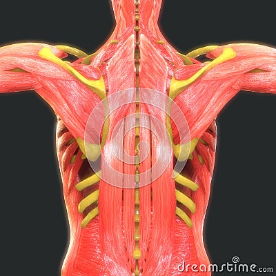Human Muscle Body With Skeleton Anatomy Stock Image | CartoonDealer.com ...