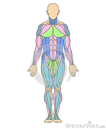 Muscular system legs stock vector. Illustration of muscular - 213923032