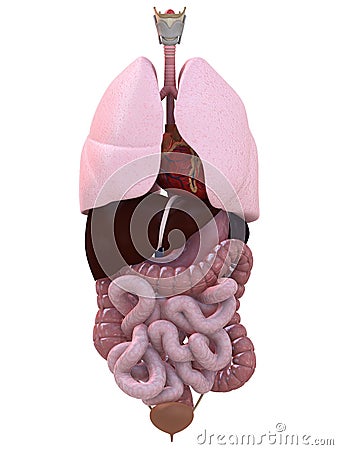 Human Organ Anatomy Royalty Free Stock Images - Image: 5970739