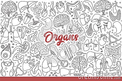 Human Organs To Study Anatomy And Physiology Or Identify Causes Health ...