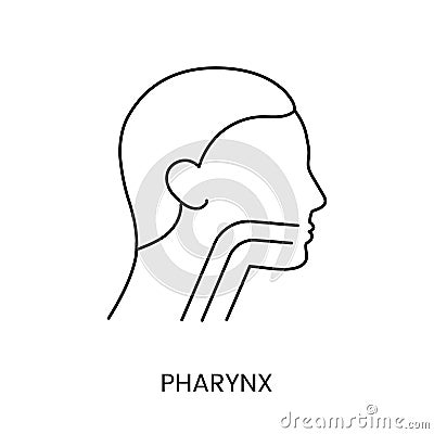 Human Pharynx Is An Anatomical Icon Of A Line In A Vector, An ...