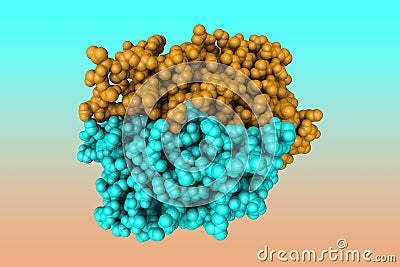 Human Quinone Reductase 2. Molecular Model. Rendering With Differently ...