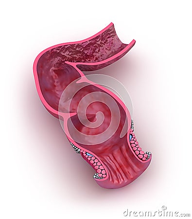 Human Rectum, 3D Model Royalty Free Stock Photos - Image: 19497918