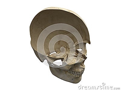 Human Scull Diagonal Section Stock Illustration | CartoonDealer.com ...