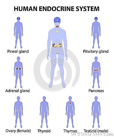 Human Silhouette With Endocrine Glands. Icons Set Vector Illustration ...