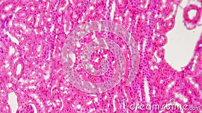 Human Simple Cuboidal Epithelium in Section Magnified Under Microscope ...