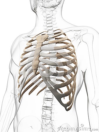 Human Skeletal Thorax Royalty-Free Cartoon | CartoonDealer.com #34164221
