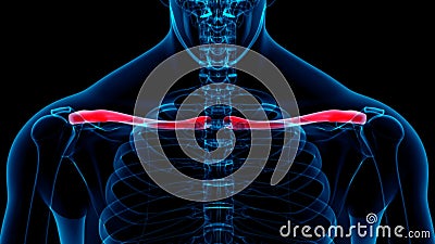 Human Skeleton Clavicle Bones Anatomy Loopable 3D Illustration Stock ...