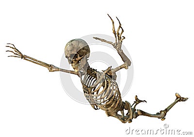 Human Skeleton Stock Illustration - Image: 40606405