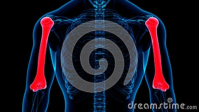 Human Skeleton Humerus Bone Anatomy Loopable 3D Illustration Stock ...