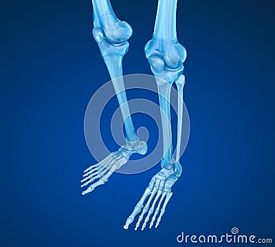 Human Skeleton: Knee Joint . Royalty-Free Cartoon | CartoonDealer.com ...