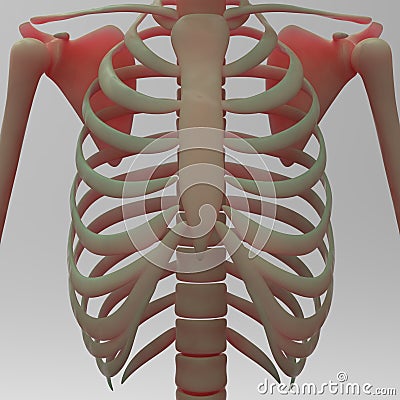 Human Skeleton Ribs Stock Illustration - Image: 62898811