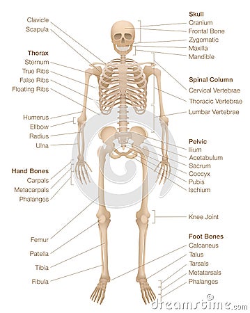 Human Skeleton Skeletal System Chart Labeled Bones Names Vector ...
