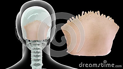 Human Skeleton Skull Bone - Occipital Bone Stock Footage - Video of ...