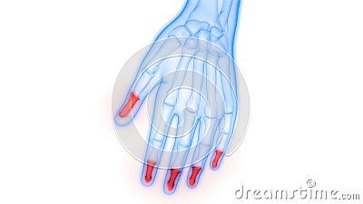Human Skeleton System Distal Phalanges Joints Anatomy Stock Image ...