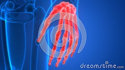 Human Skeleton System Palm Hand Bone Joints Anatomy Stock Image ...