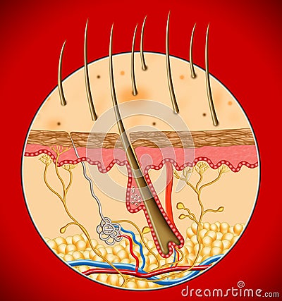 Human Skin Inside Structure Stock Illustration | CartoonDealer.com ...