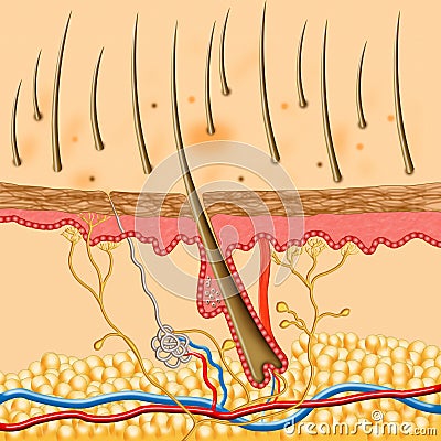 Human Skin Inside Structure Stock Image - Image: 10263051