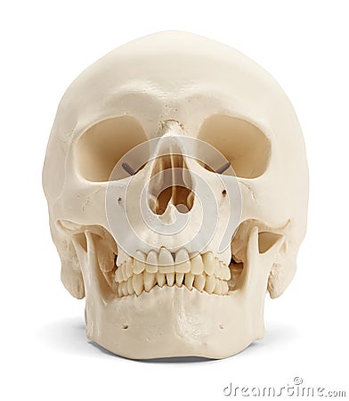 Human Skull Royalty-Free Stock Photo | CartoonDealer.com #29479257