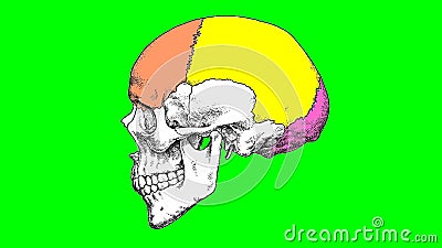 Human Skull. Human Skull Bones. Side View Stock Footage - Video of ...