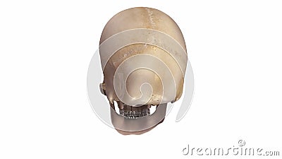 Human skull stock video. Video of posterior, health, illustration ...