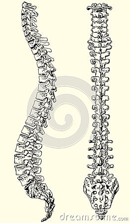 Human spine anatomy scheme stock illustration. Illustration of human ...