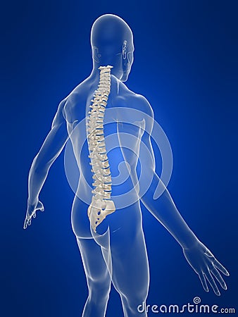 Human Spine Royalty Free Stock Photos - Image: 5971838