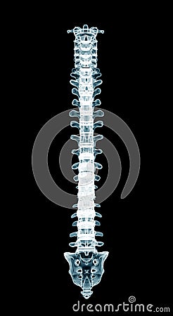 Human Spine On A Black Background Xray Stock Photo | CartoonDealer.com ...
