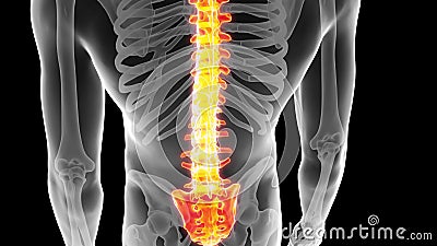 The human spine stock video. Video of lower, anatomy - 69722387