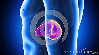 The human spleen stock footage. Video of biology, science - 140273682