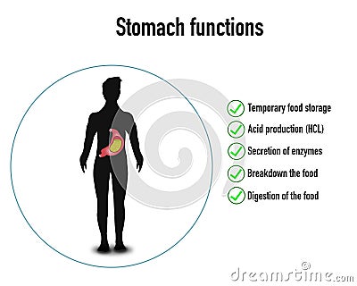Human Stomach Functions, Educational Sheet Royalty-Free Stock ...