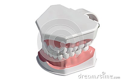 Human Teeth, Dentures Dummy Isolated On White Background Stock Image ...