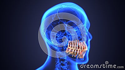 Skeleton And Teeth Anatomy. Medical Accurate 3D Illustration Stock ...
