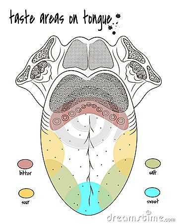 Human Tongue Taste Zones Stock Vector - Image: 59978060