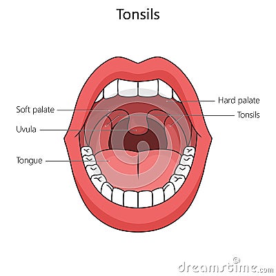 Human Tonsil Structure Diagram Medical Science Cartoon Vector ...