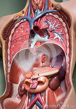 Human Torso Cutaway Stock Photo - Image: 66021621