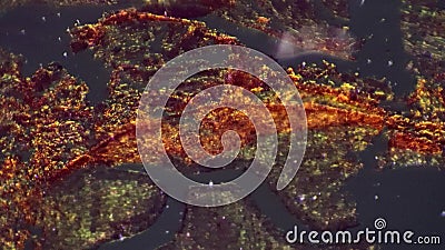 Human Transitional Epithelium in Section Under Microscope 100x on ...