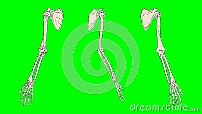 Human Upper Limb Bones, Front View, Side View and Back View. Human Hand ...