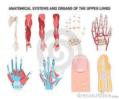 Human Upper Limbs Different Anatomical Systems Organs And Structures ...