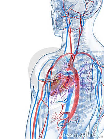 Human Vascular System Stock Illustration | CartoonDealer.com #28960762