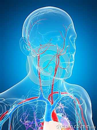 Human Vascular System Stock Illustration | CartoonDealer.com #28962517