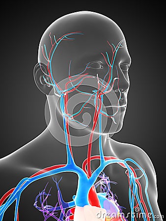 Human Vascular System Royalty-Free Cartoon | CartoonDealer.com #28962530