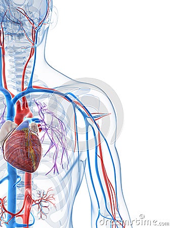 Human Vascular System Stock Illustration | CartoonDealer.com #28989985