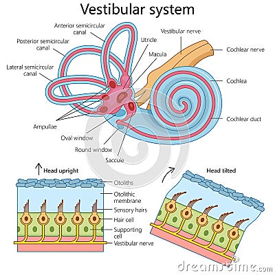 Diagram Of The Human Vestibular System Raster Royalty-Free Cartoon ...