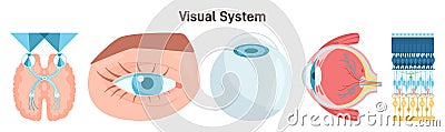 Human Vision System. Eyeball Anatomy, Visual Organ Systems. Vector ...