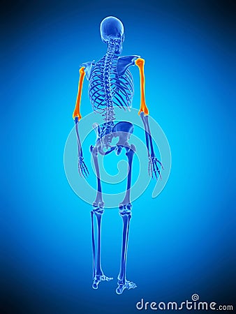 The Humerus Royalty-Free Illustration | CartoonDealer.com #73212111